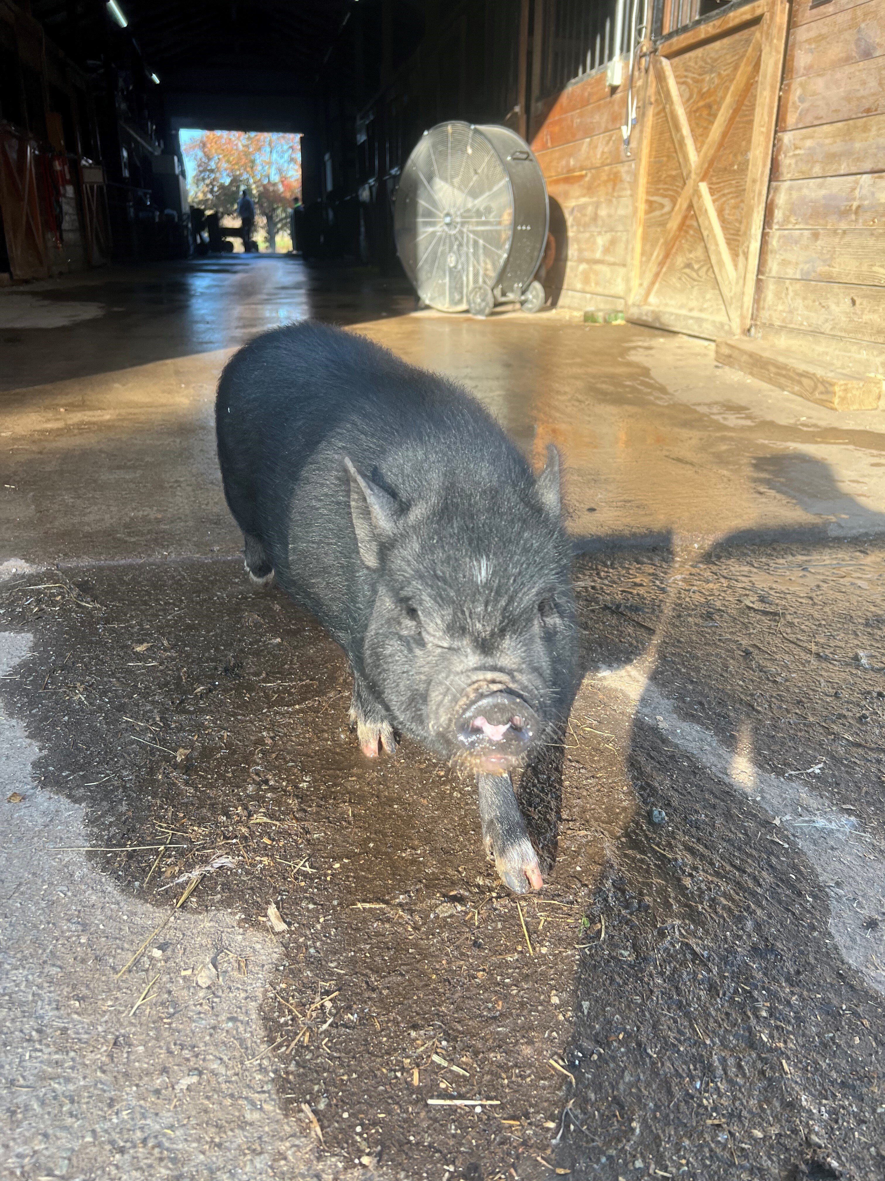 Blind Spot Animal Sanctuary: Emus, Alpacas, Goats, Pigs, and More!